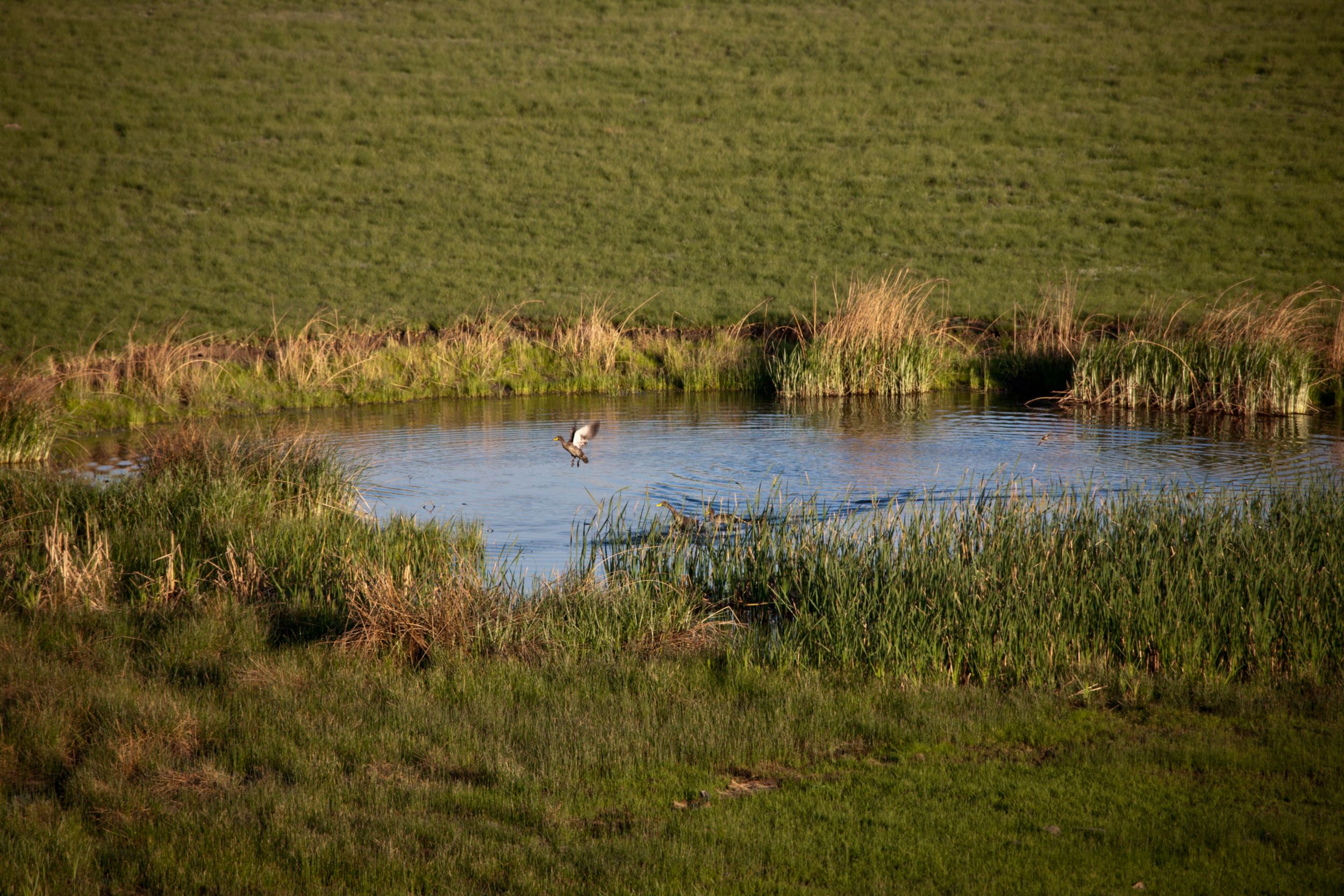Cat MD5150C Track Drills | Caterpillar