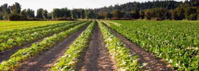 J. G. Boswell Company Company Profile | Corcoran, CA | Competitors ...