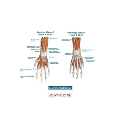 Hand and Wrist – Labeled Decal | Shop Fathead Anatomical Images Graphics