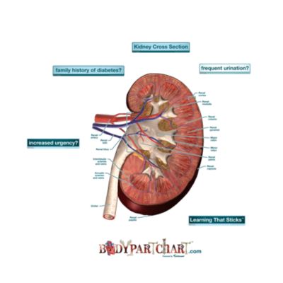 Kidney Cross-Section – Labeled Decal | Shop Fathead Anatomical Images ...