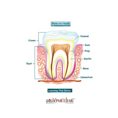 Simplified Parts of the Tooth Decal | Shop Fathead Anatomical Images ...