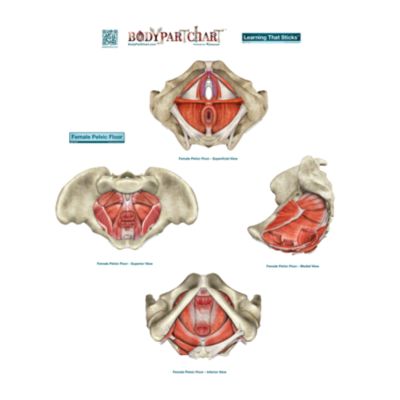 Female Pelvic Floor Decal | Shop Fathead Anatomical Images Graphics