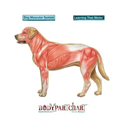 Dog Muscular System Decal | Shop Fathead Anatomical Images Graphics
