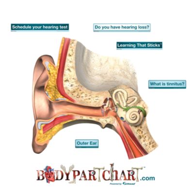 Outer Ear - BodyPartChart Official Site