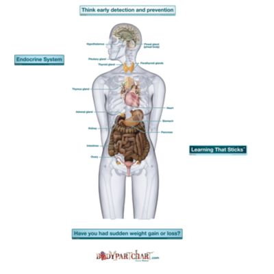 Endocrine System No Labels thyroid gland slide | Thyroid Gland ...