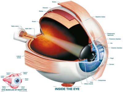Inside the Eye - Labeled - BodyPartChart Official Site
