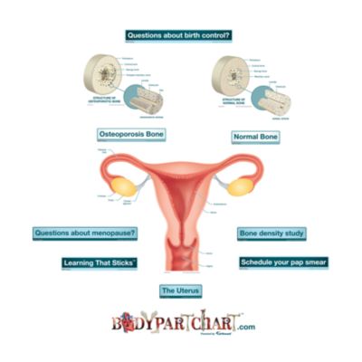 Uterus Labeled - BodyPartChart Official Site