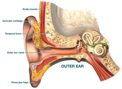 Outer Ear - Labeled - BodyPartChart Official Site