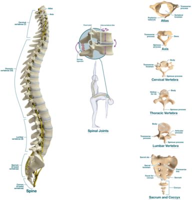 Spine Labeled - BodyPartChart Official Site