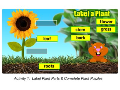 Plants Activities - Interactive CD-ROM - Site License at Lakeshore Learning