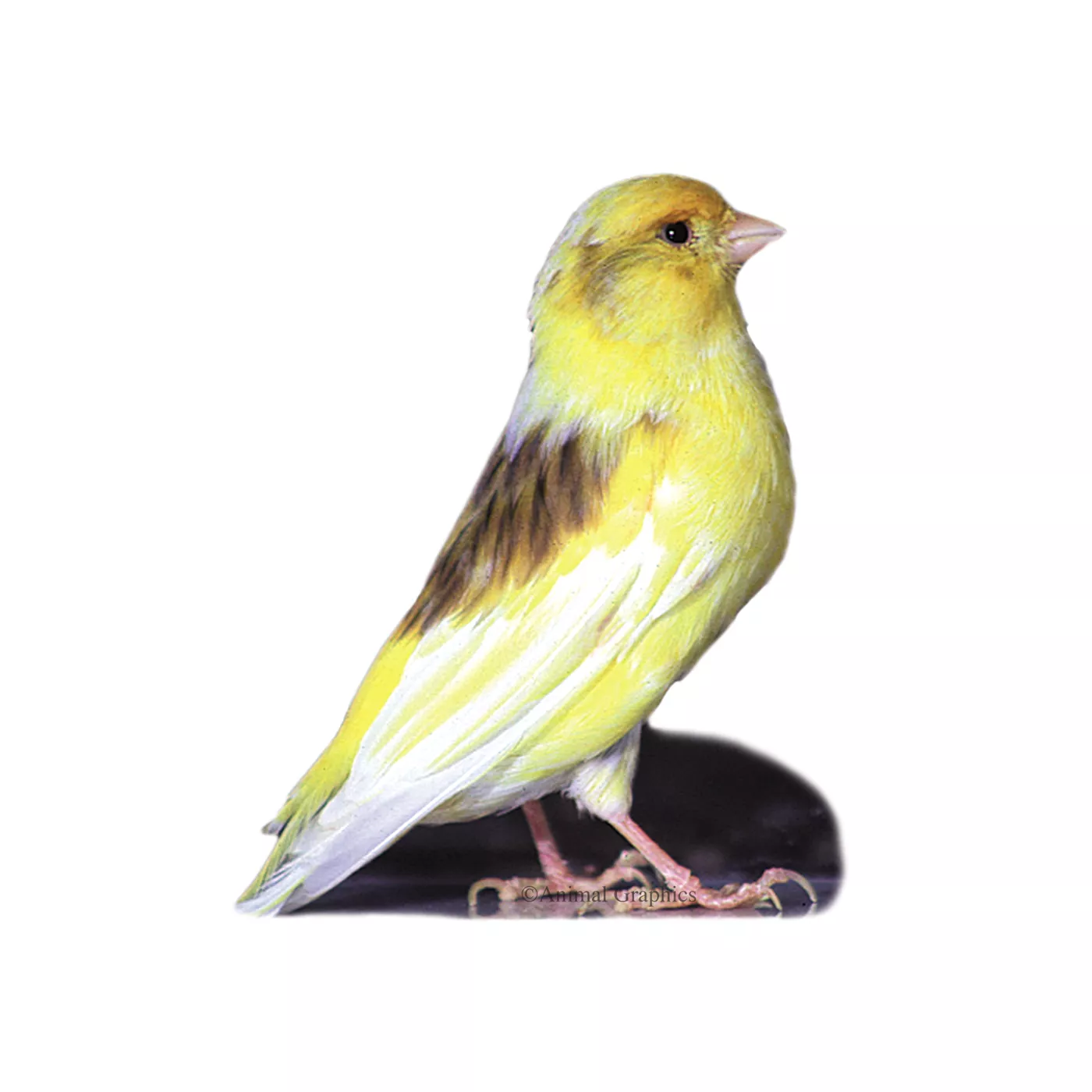 Fancy Canary