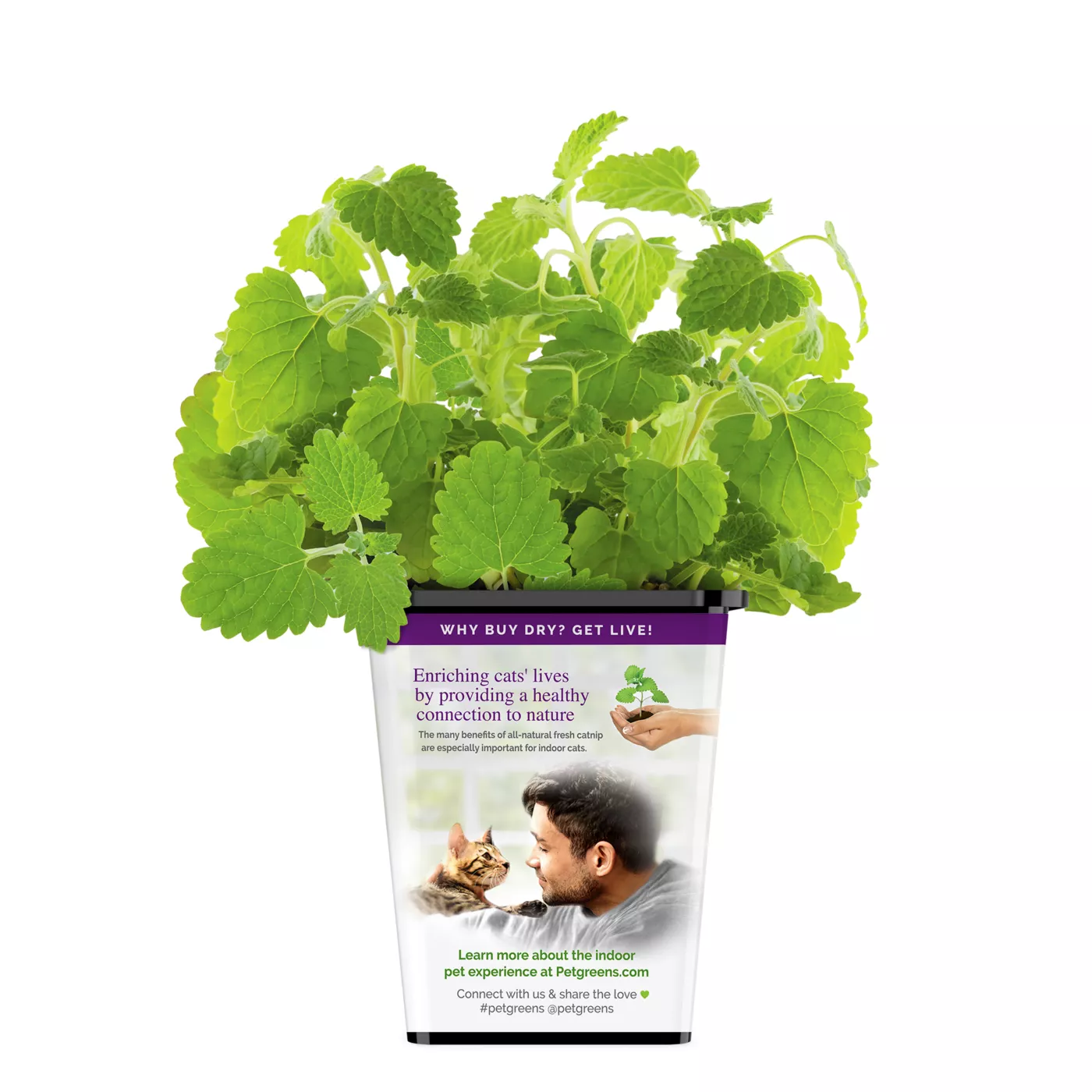 Pet Greens Catnip Live Cat Grass