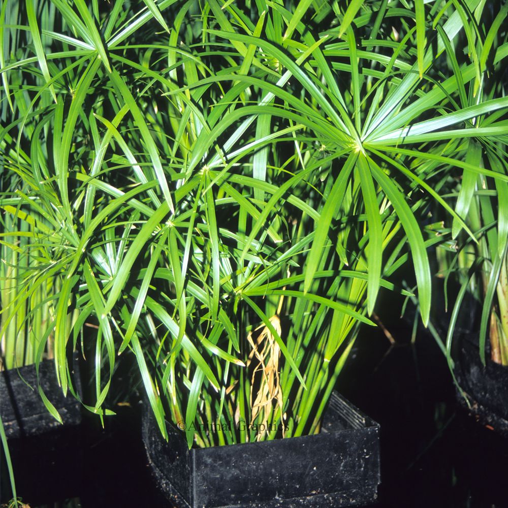 Live Aquarium Plants: Fish Tank Aquatic Plants | PetSmart