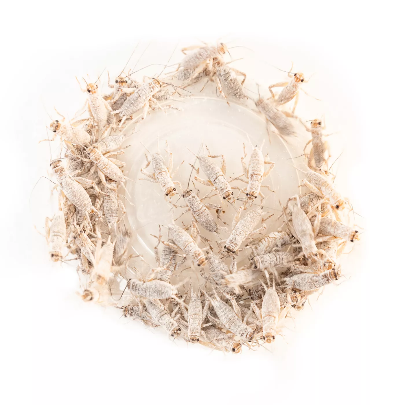 Zoo Med Repti Calcium Reptile Supplement