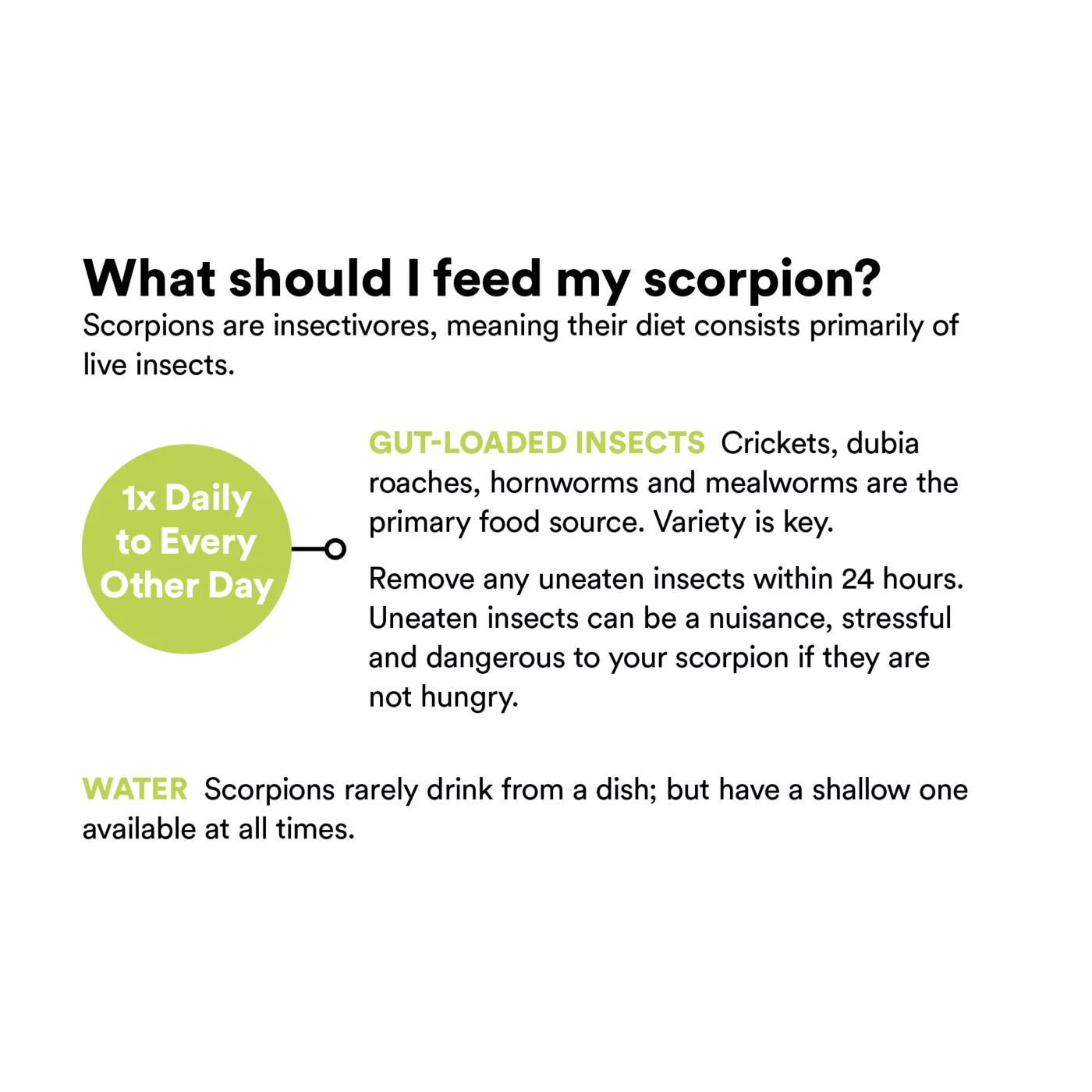 Asian Forest Scorpion