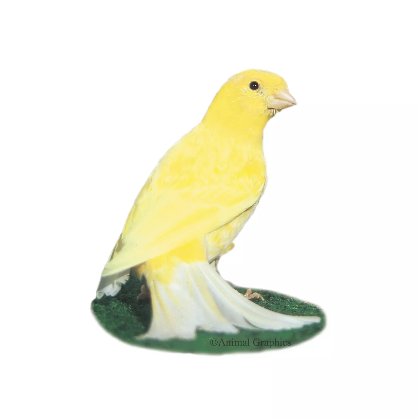 Canary