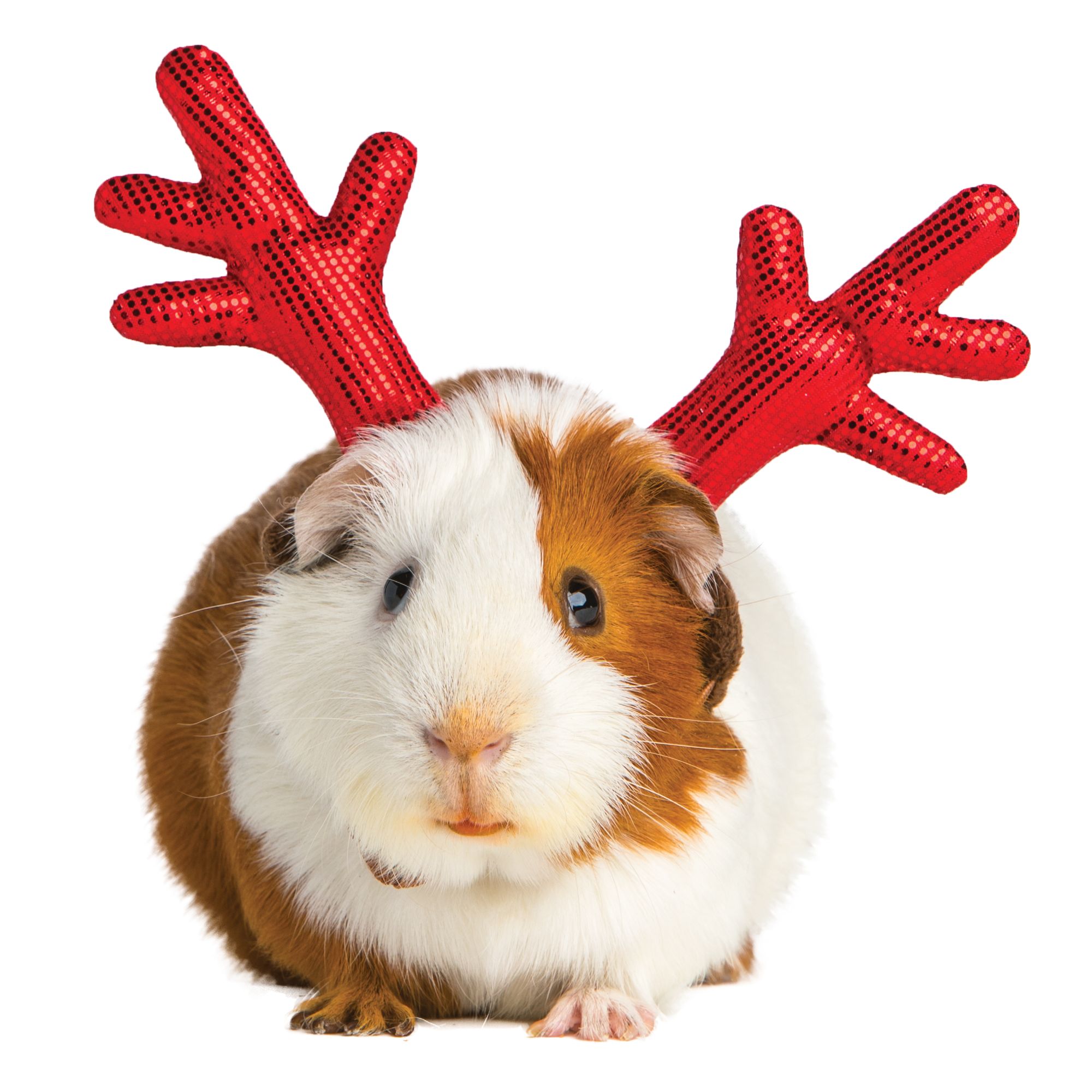 Small Pet Supplies for Rabbits, Ferrets & Others | PetSmart