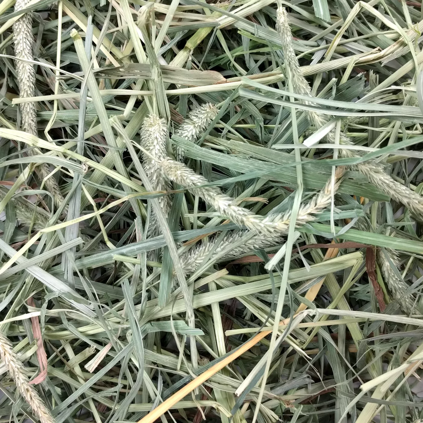 Oxbow Western Timothy & Orchard Grass Hay