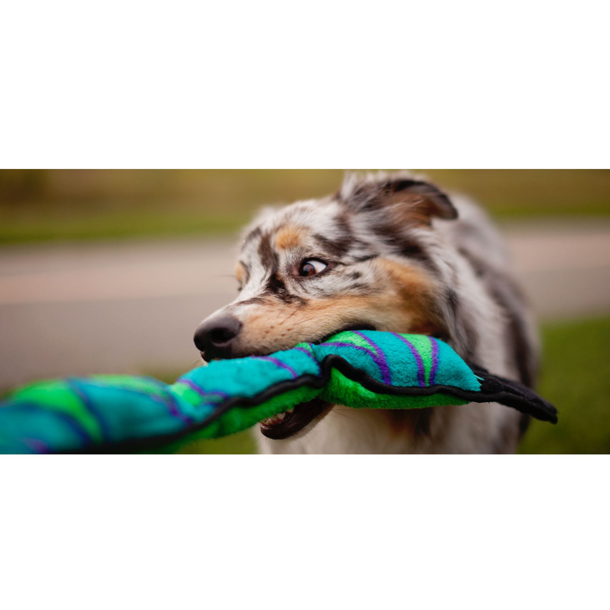 Invincible Snake Dog Toy Reviews | Wow Blog