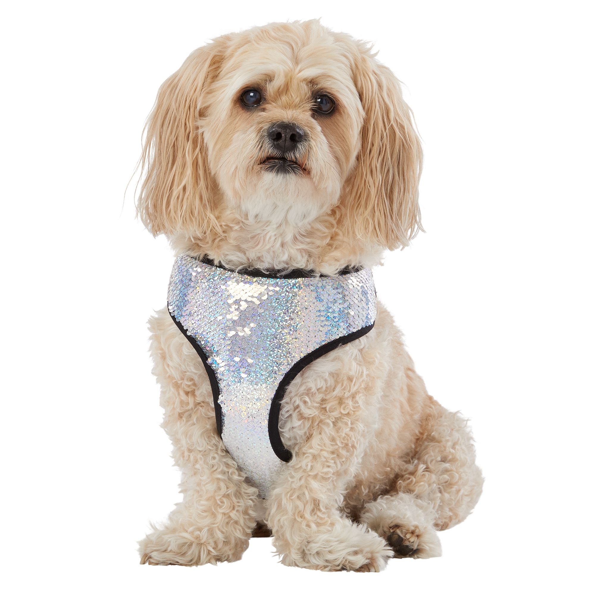 Dog Collars & Leashes | PetSmart