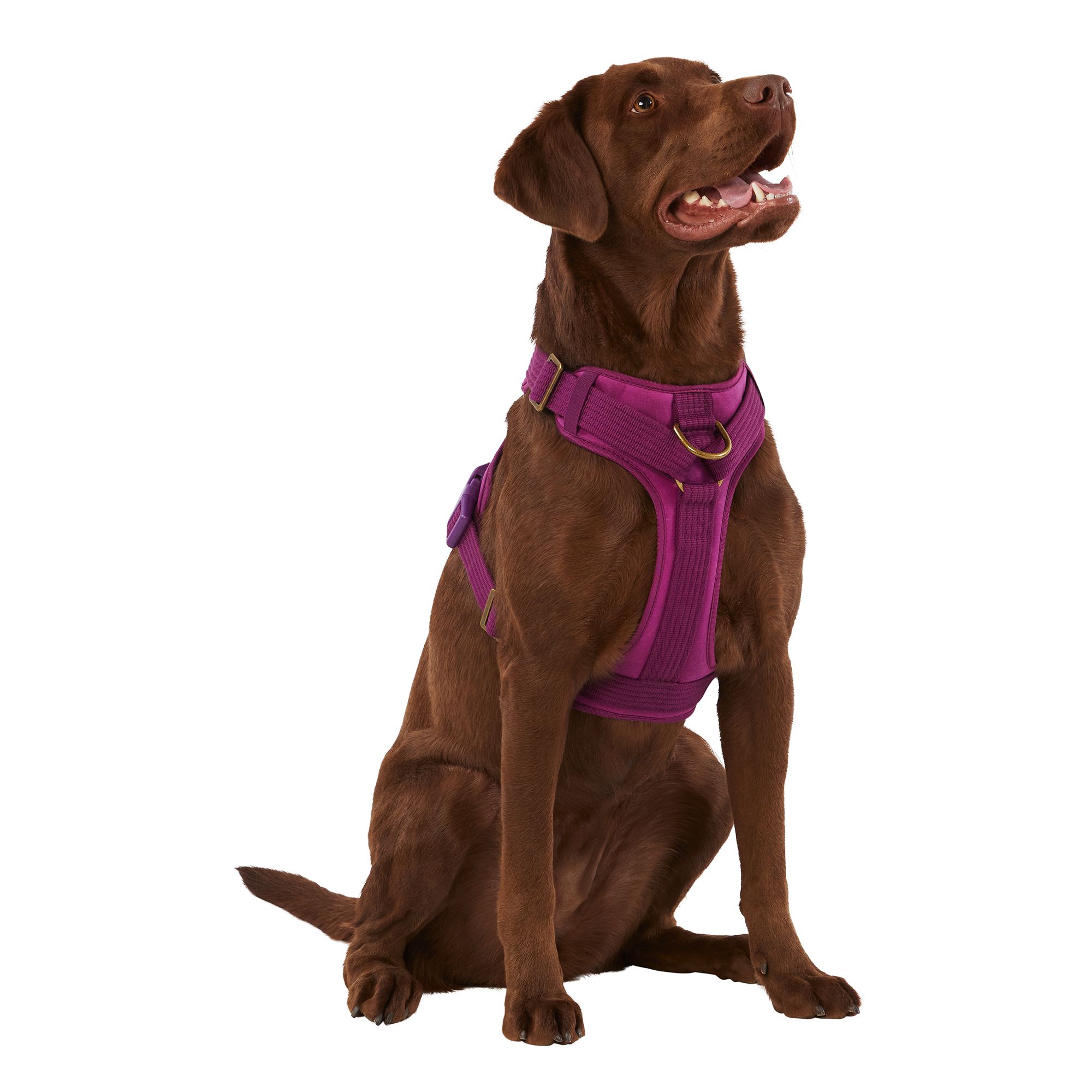 Dog Collars, Harnesses & Leashes | PetSmart