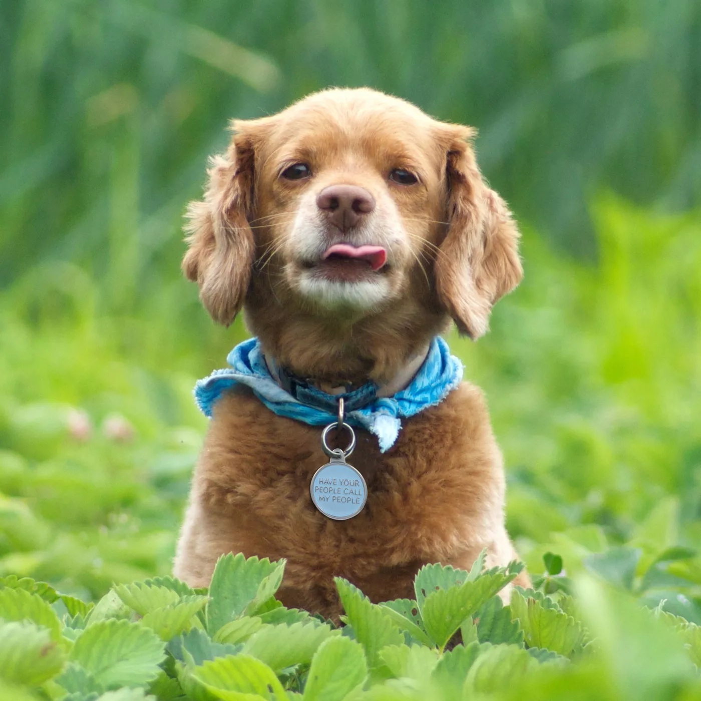 TagWorks® "Have Your People Call My People" Blue Circle Pet ID Tag