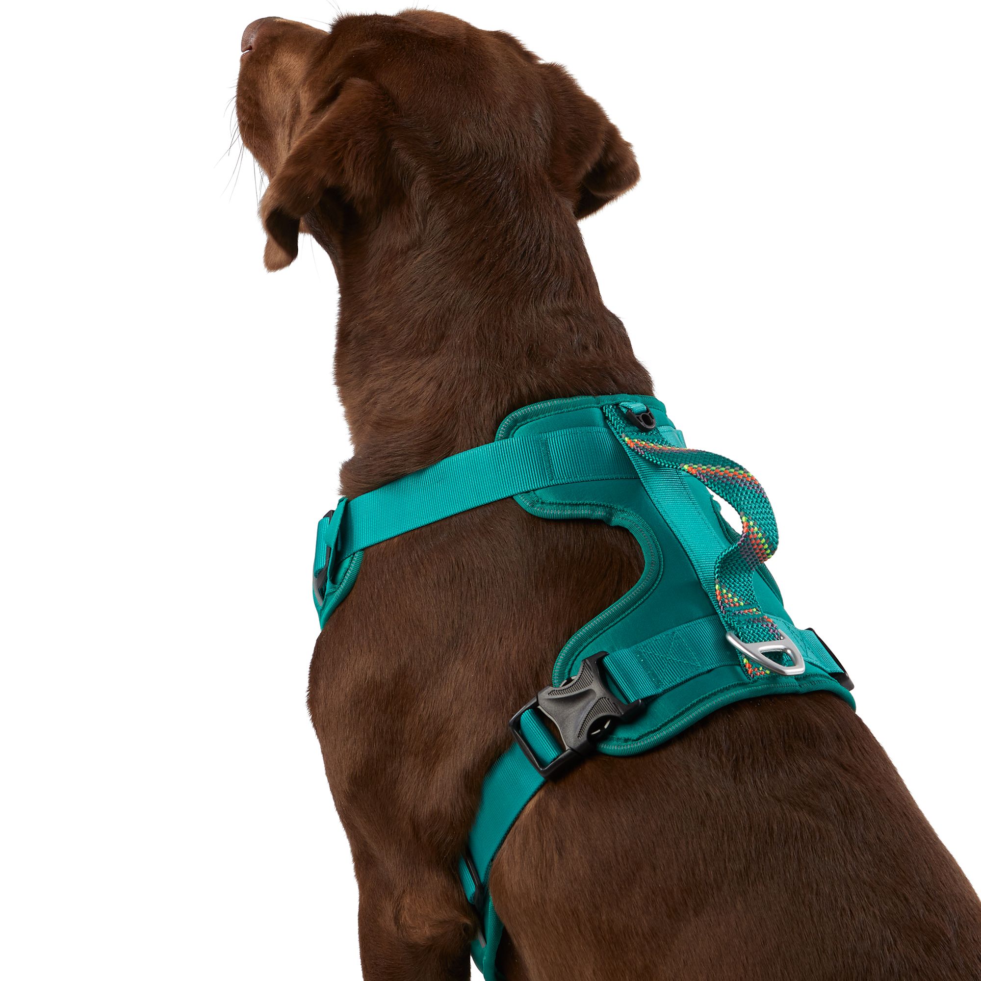 Arcadia trail dog harness store