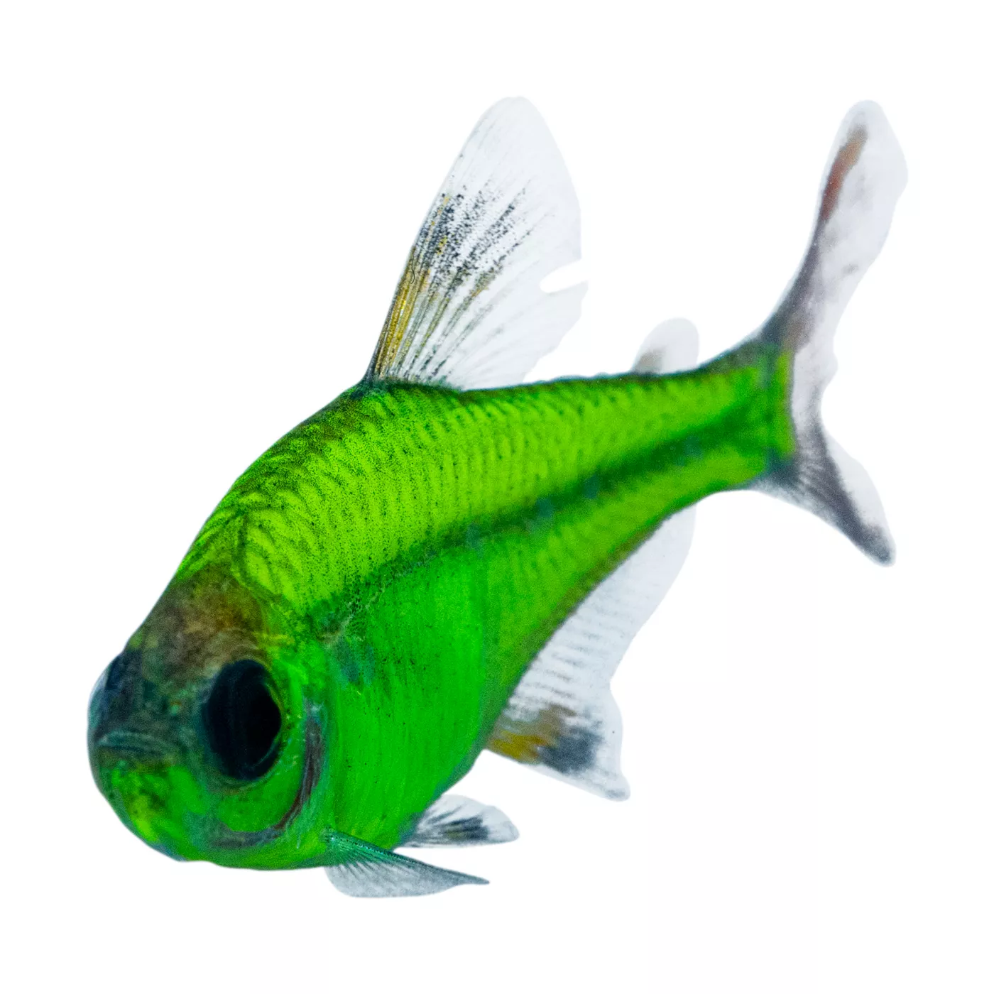 GloFish® Green Pristella Tetra Fish