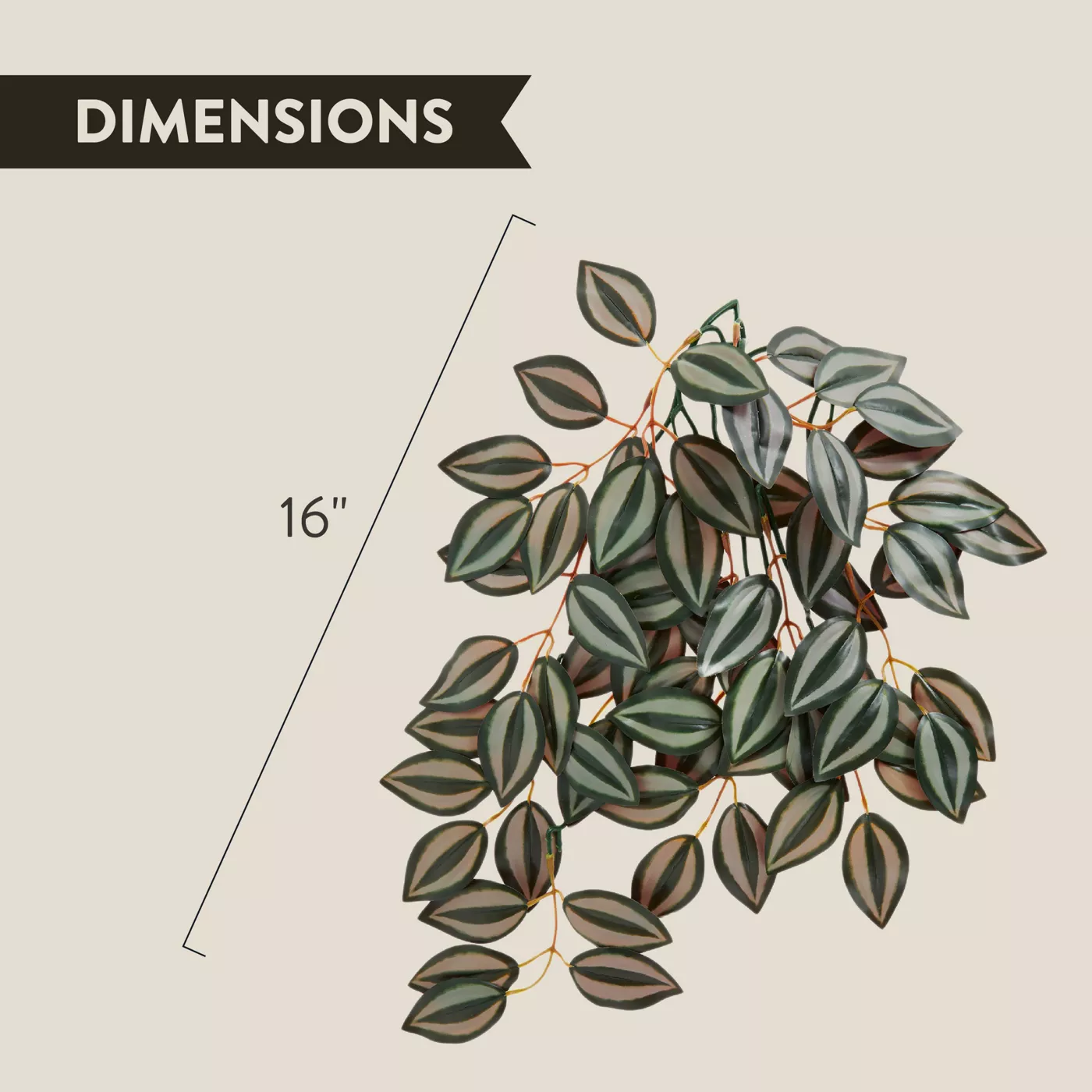 Thrive Hanging Vine Terrarium Plant