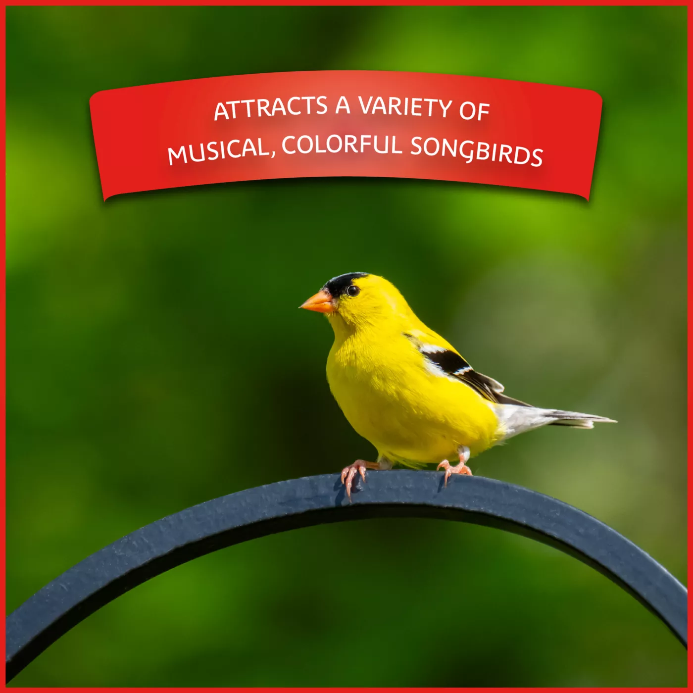 Pennington® Select Birder's Blend Bird Seed