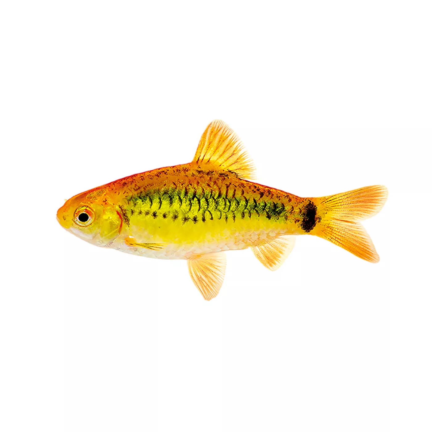 Gold Barb