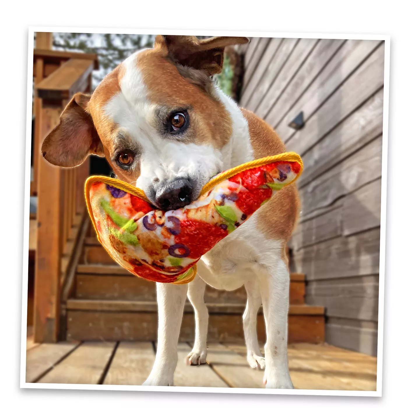 Doggijuana® Tuffer Chewer Refillable Pizza Dog Toy