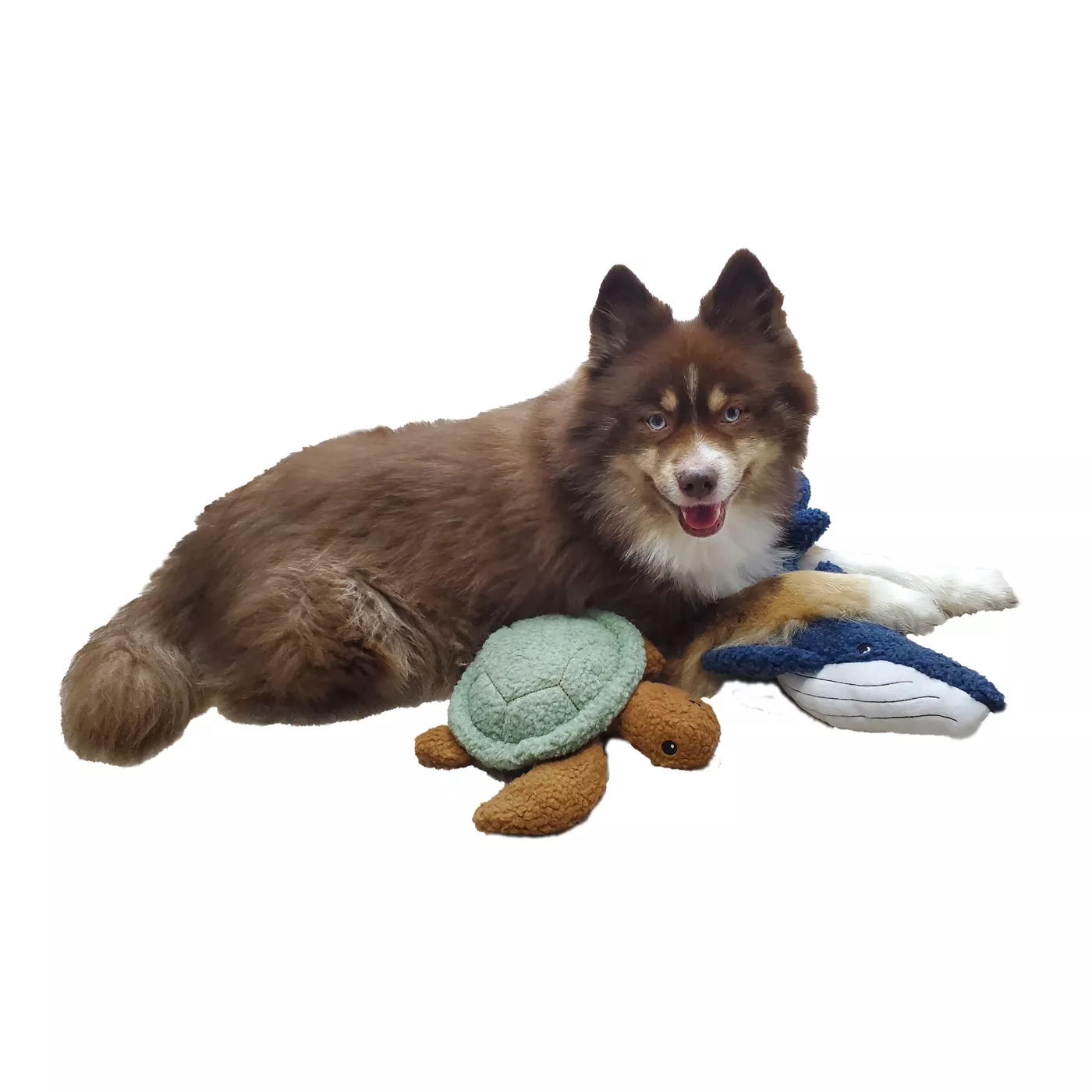 Barker's Bowtique Wildlife Sammy Sea Turtle Dog Toy