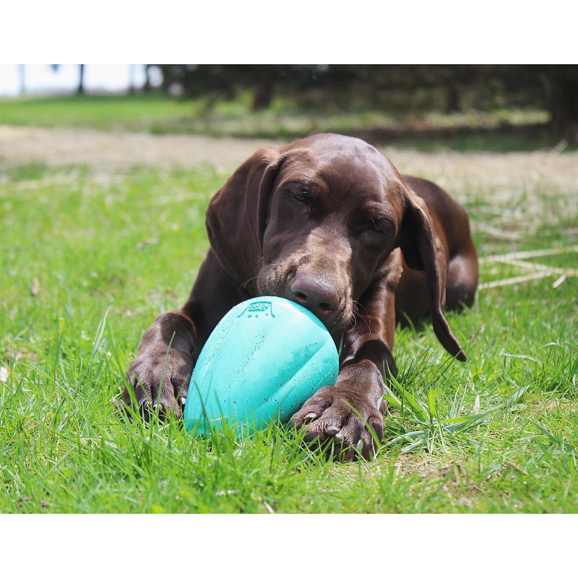 Chew King Premium Treater XL Dog Chew Toy 2 PK