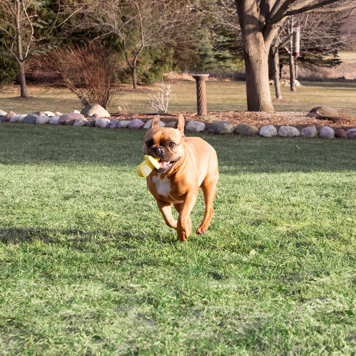 Chew King Premium Treat Dog Chew Toy