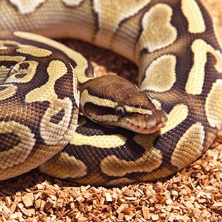 Reptile Terrarium Setup | PetSmart