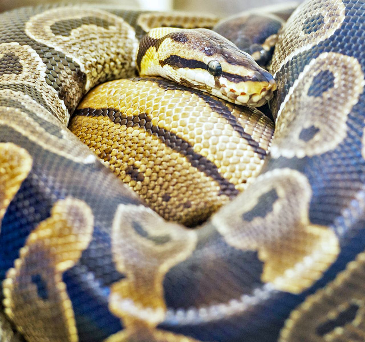 Search Results | PetSmart