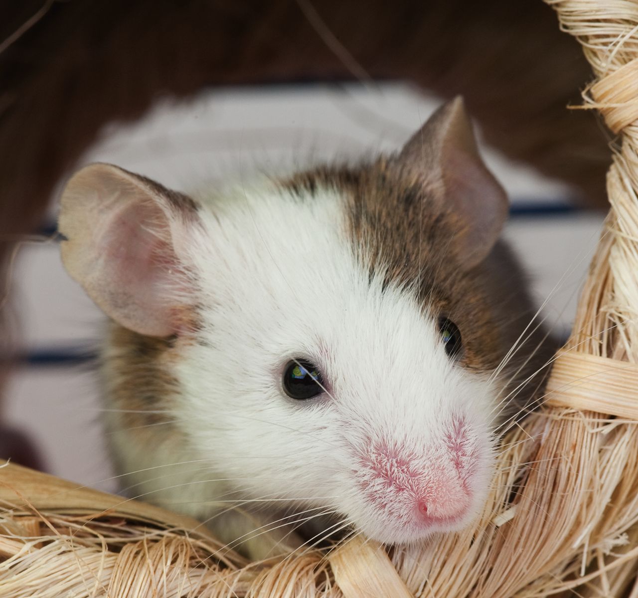 Fancy Rat Care Guide | PetSmart