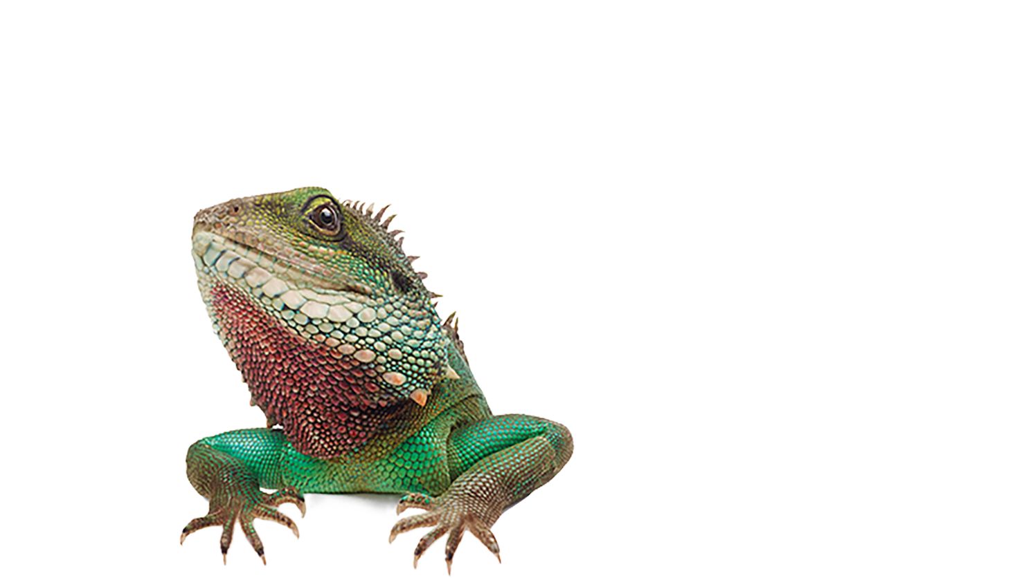 Reptile Supplies: Reptile Accessories & Products | PetSmart