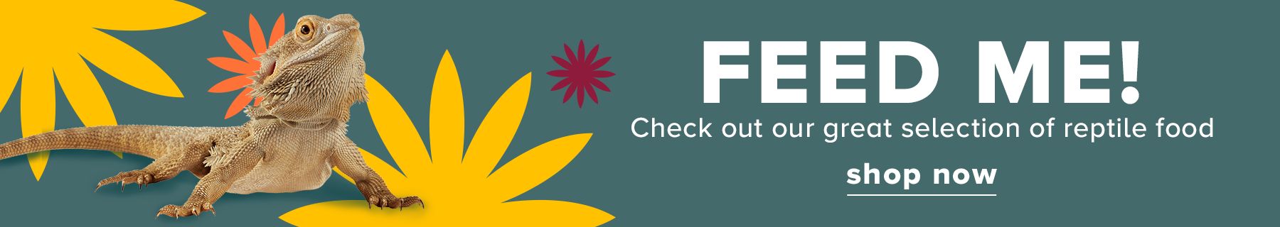 Reptile Supplies: Reptile Accessories & Products | PetSmart