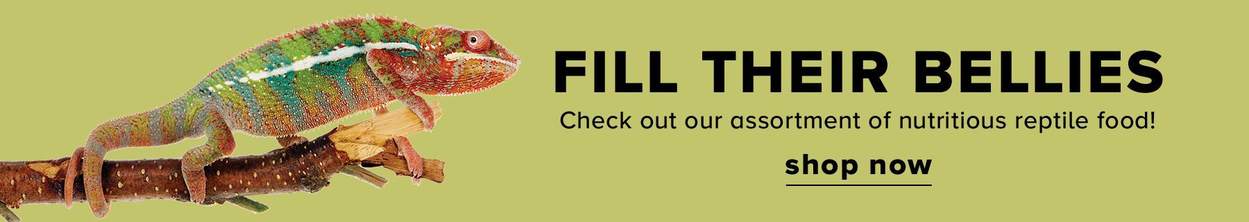 Reptile Supplies: Reptile Accessories & Products | PetSmart