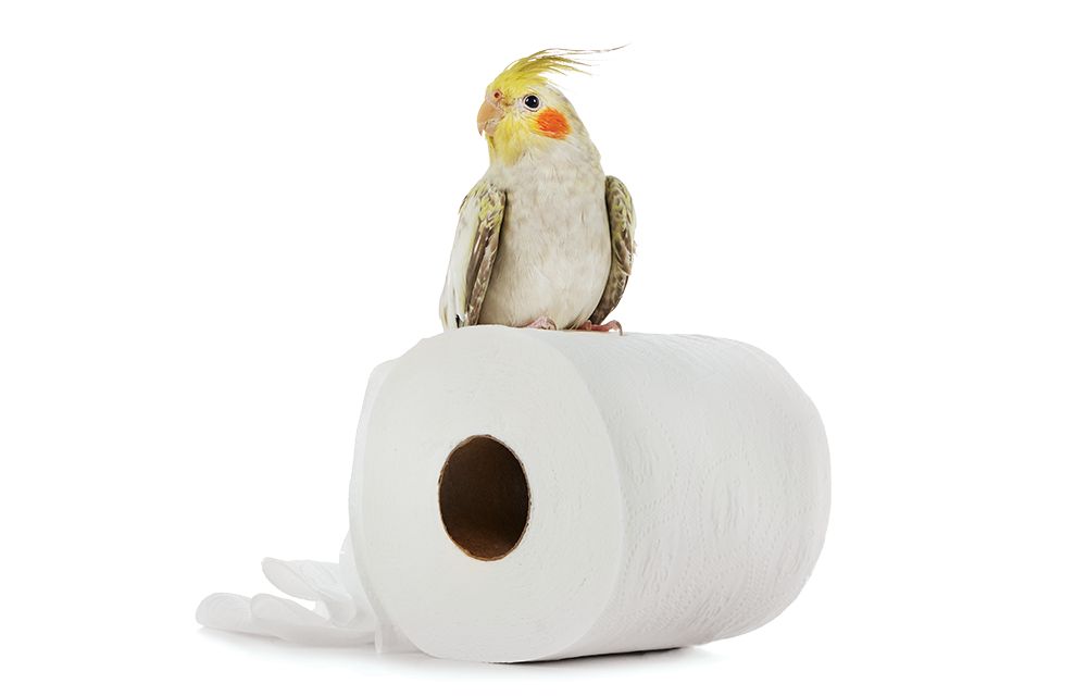 Bird Cage Litter: Shop Litter for Bird Cages | PetSmart