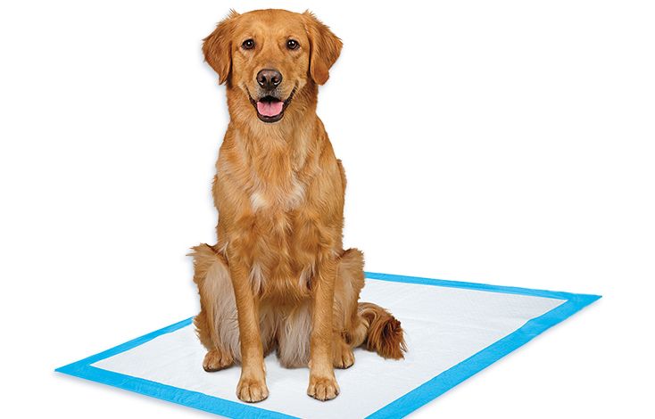 Dog Diapers, Puppy Pads & Potty Training | PetSmart