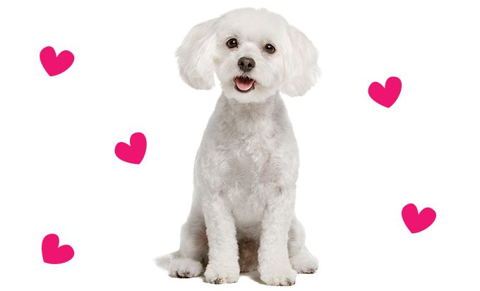 Dog Clothes, Shoes, & Apparel | PetSmart