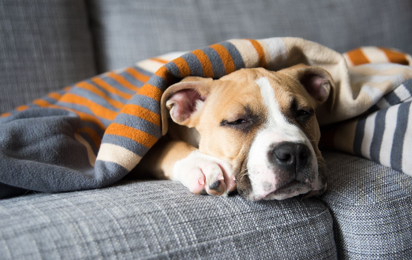 SENTRY® Pet Care Products for Dogs & Puppies | PetSmart