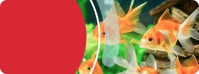 deals Fish Deals | PetSmart