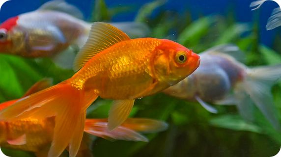 Fish Supplies for Fresh & Saltwater Aquariums | PetSmart
