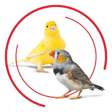 Bird Shop - Supplies for Pet Birds - Bird Food, Toys, Cages | PetSmart