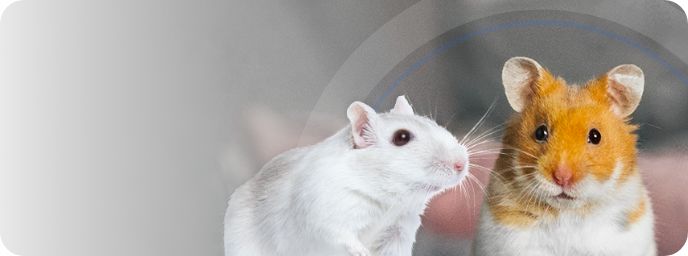 Pet Hamster Supplies & Gerbil Accessories | PetSmart