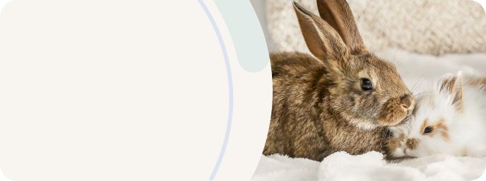 Rabbit Supplies & Pet Bunny Accessories | PetSmart